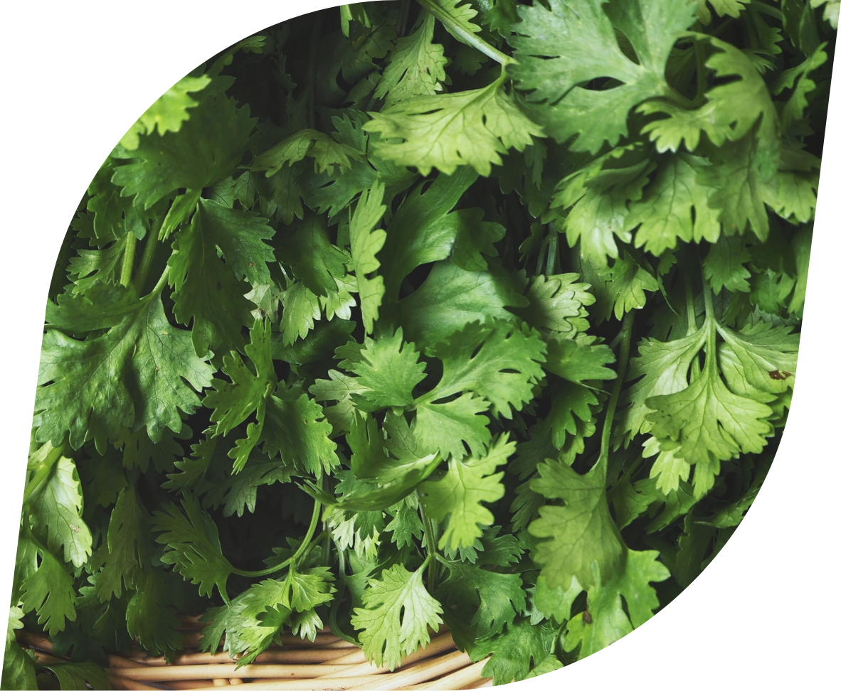 Cilantro – TecnoSeeds