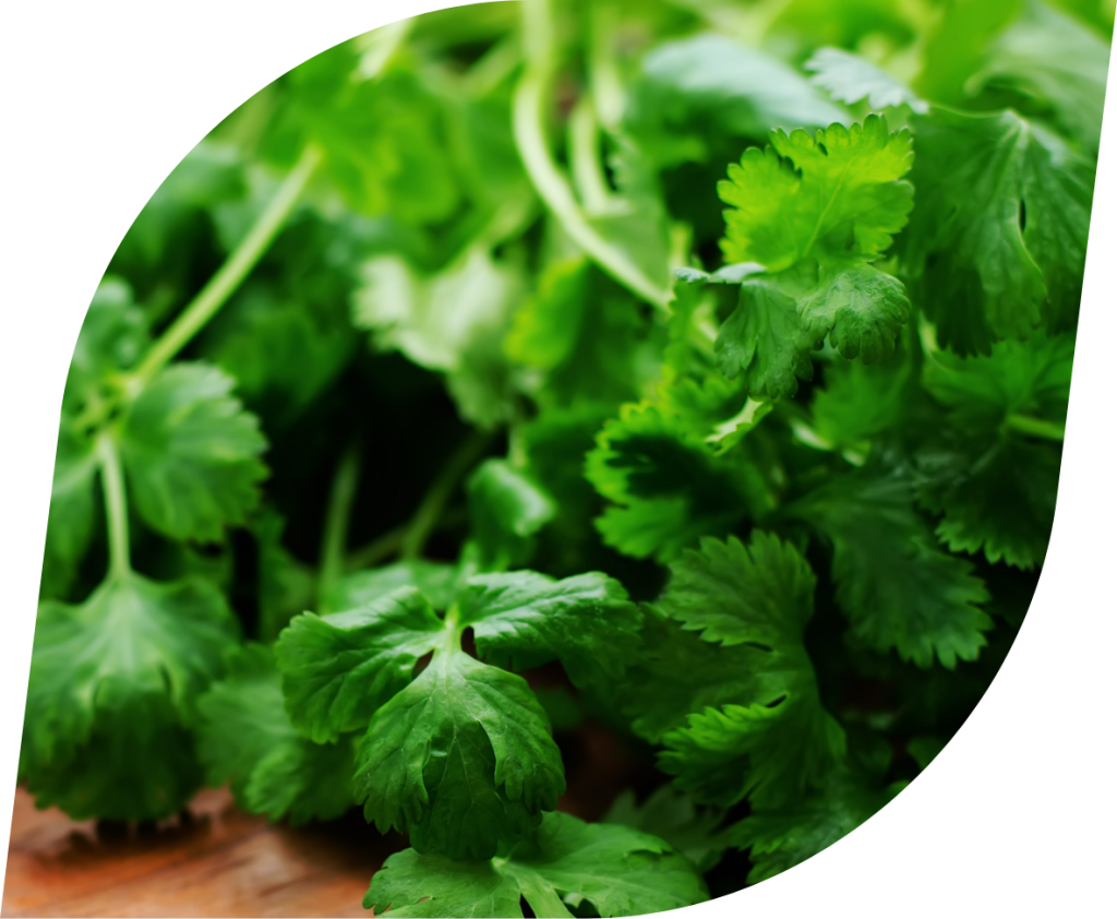 Cilantro – TecnoSeeds