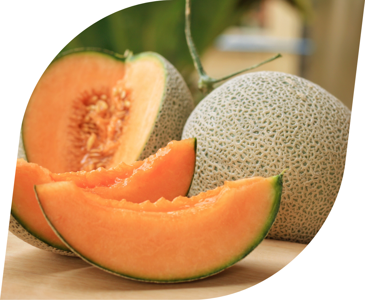 Melon – Top Mark – TecnoSeeds