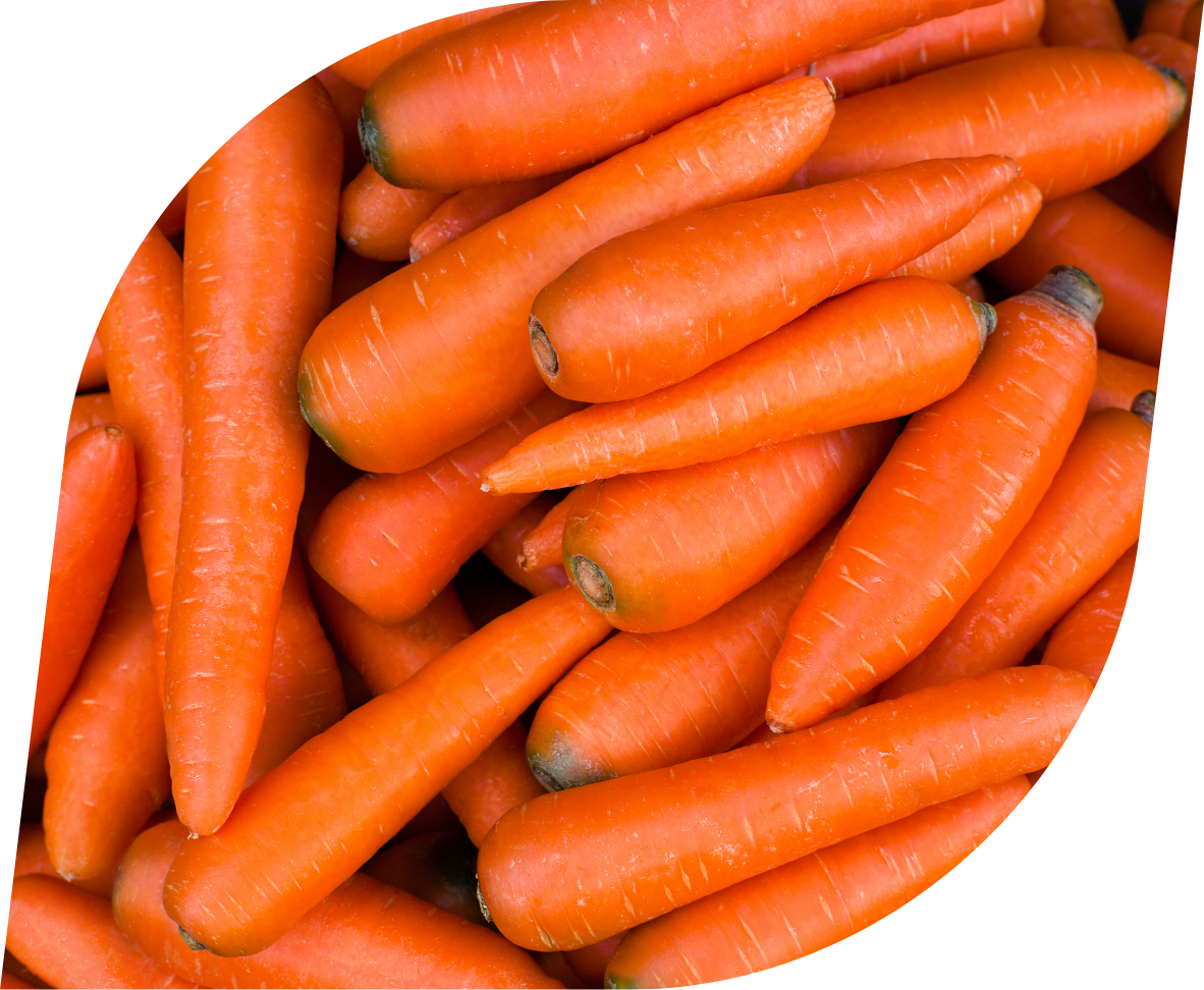 Zanahoria – TecnoSeeds